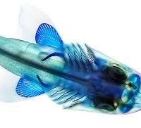 Snow White Fish | Adam Summers - Arch2O.com