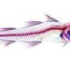 Snow White Fish | Adam Summers - Arch2O.com