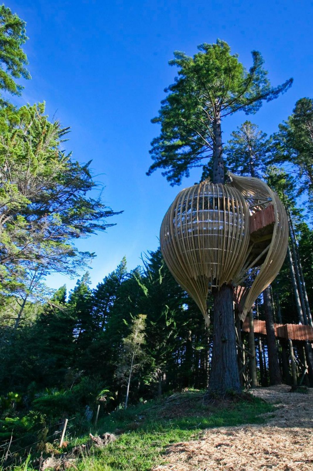 Yellow Treehouse Restaurant | Pacific Environments - Arch2O.com